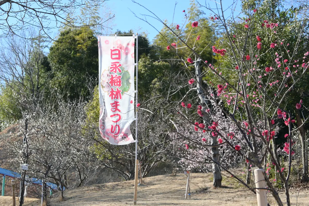 四日市の梅のおすすめスポットは南部丘陵公園 3月10日ごろまで見ごろです | 観光三重(かんこうみえ) | 三重県の観光・旅行情報はここ！