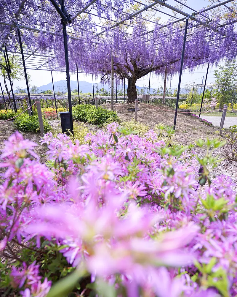 【見頃を迎えています！】美しい藤のカーテンと圧巻の花景色！津市【レッドヒルヒーサーの森 藤のガーデン】の見頃と魅力をお伝えします♪ | 観光 ...